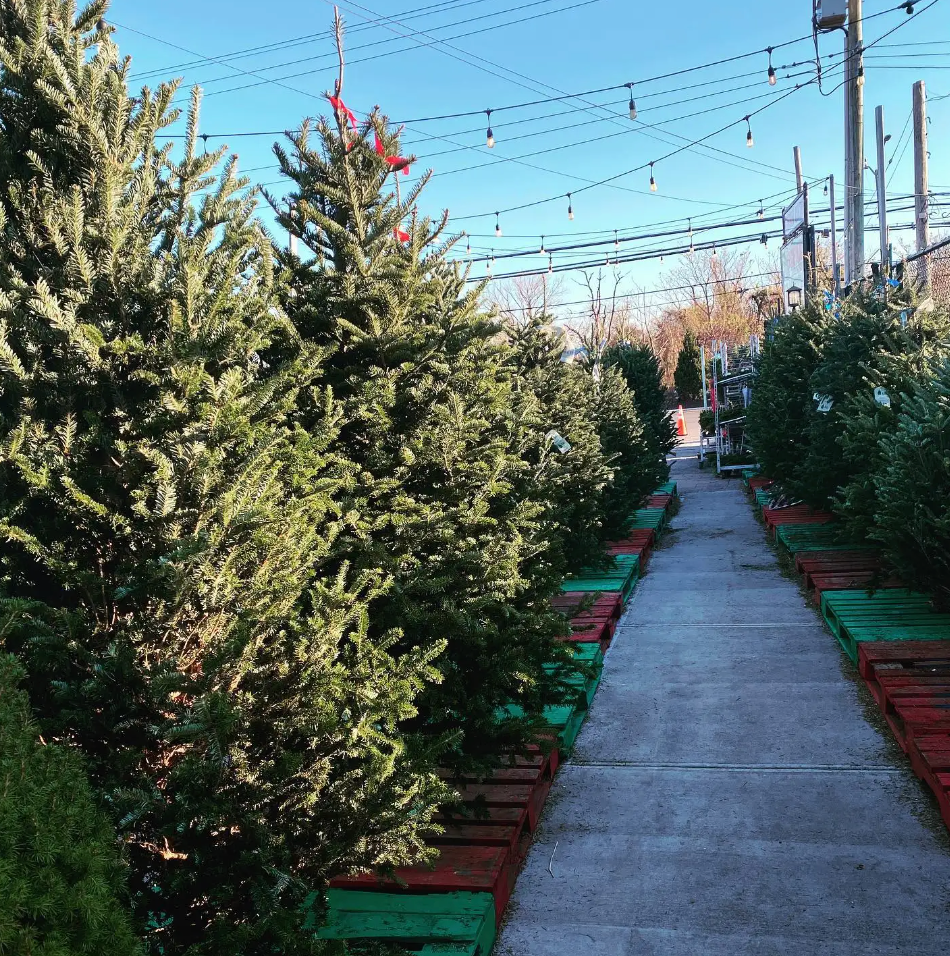 Christmas – Lisena Garden Center