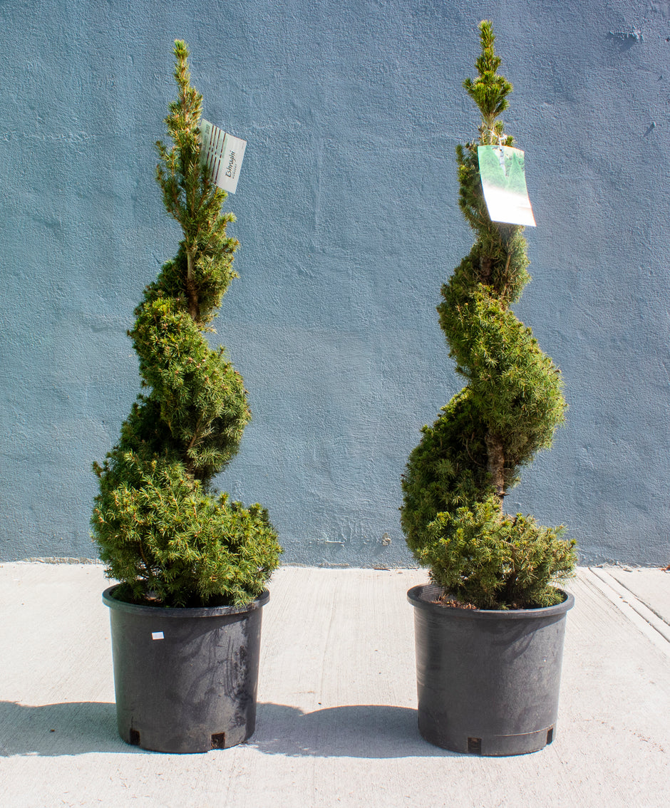 Trees & Shrubs – Lisena Garden Center